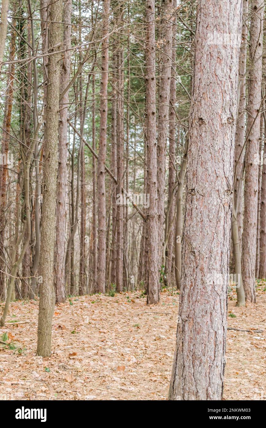 An isolated yellow fire hydrant is situated in the midst of a natural ...