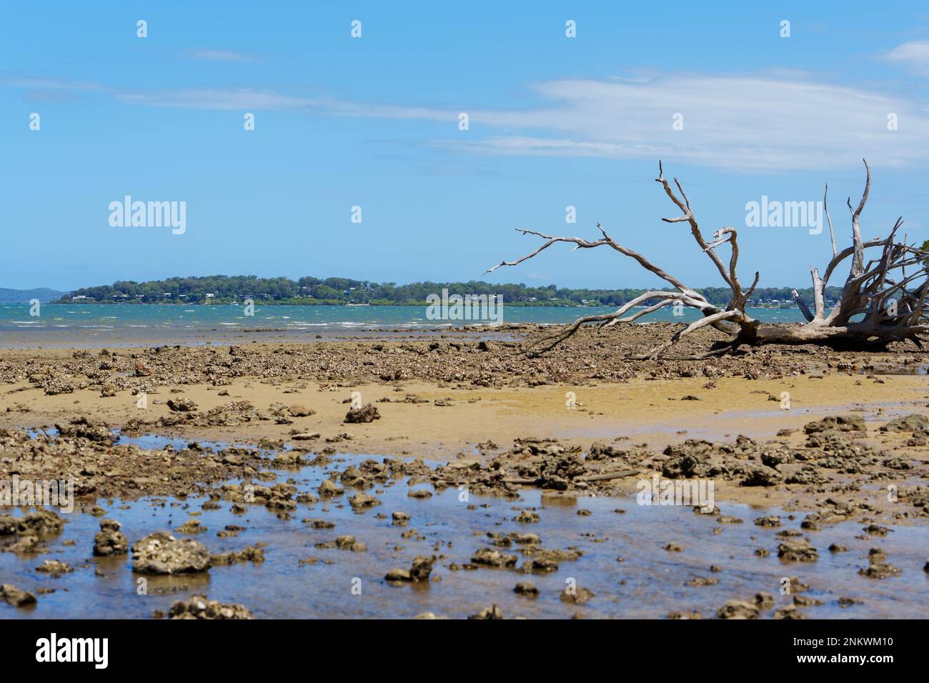 Weathered dead tree lying on the beach at low tide, with a view across ...