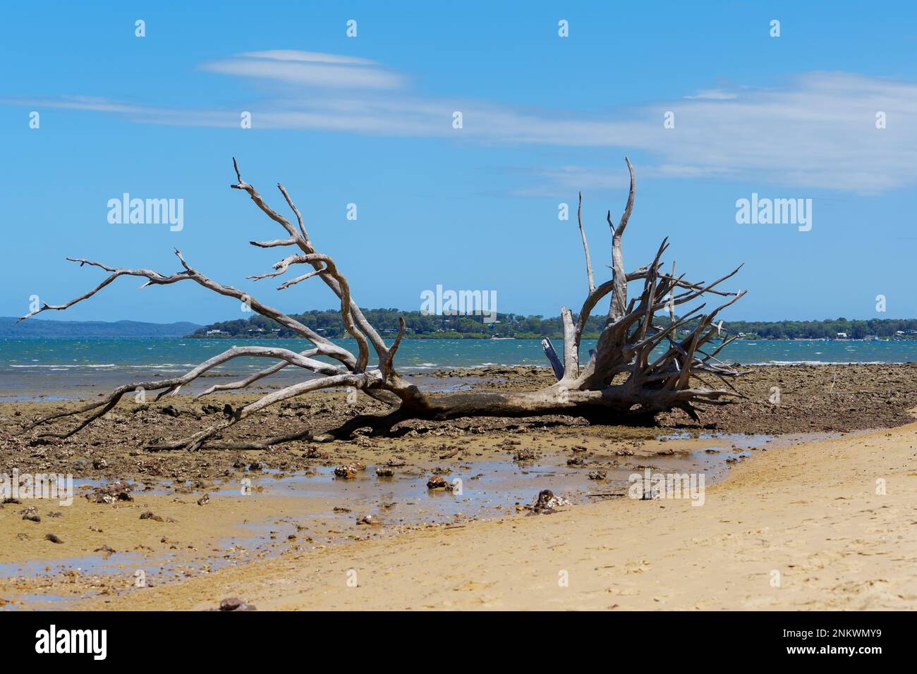 Weathered dead tree lying on the beach at low tide, with a view across ...