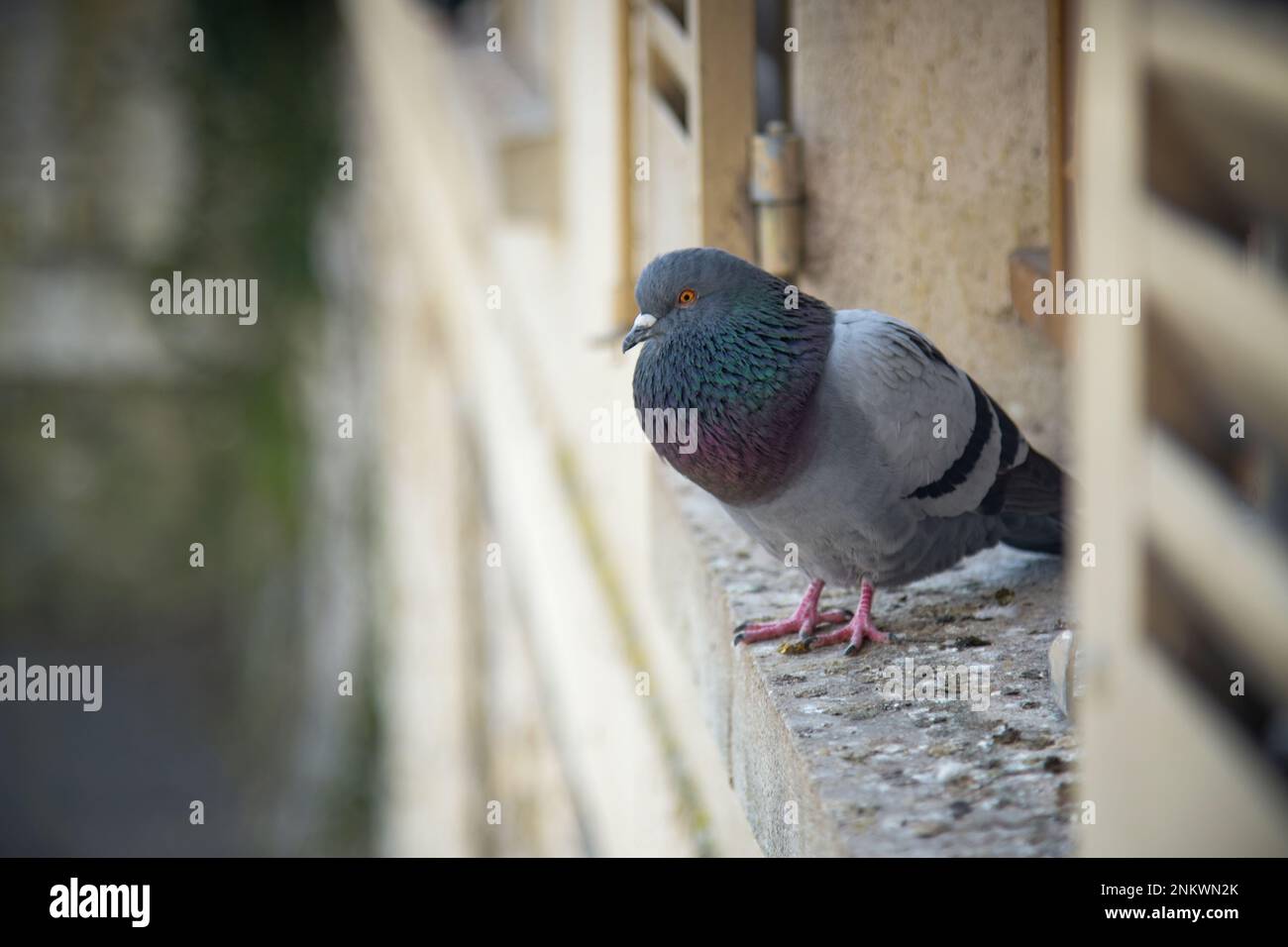 pigeon on a window sill in Paris Stock Photo - Alamy