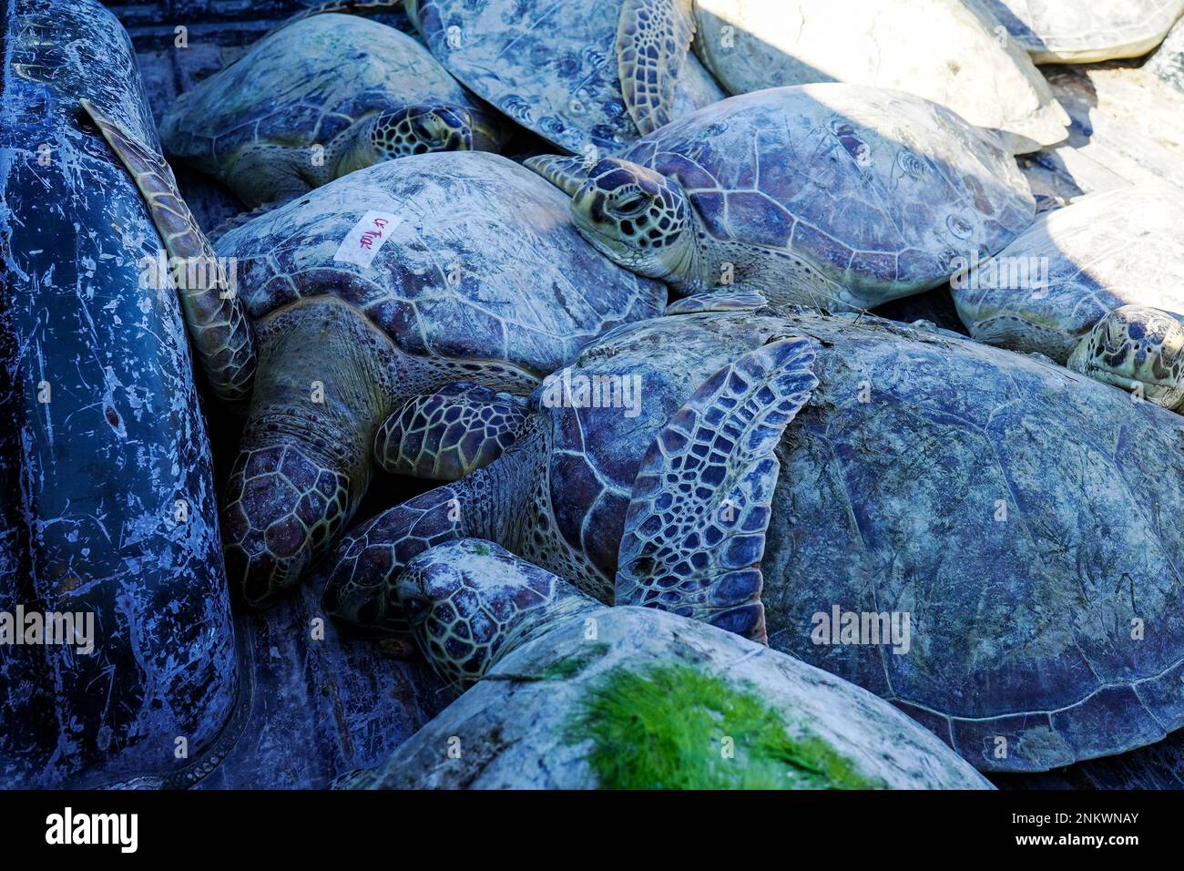 A group of large green sea turtles, waiting to be transferred to the ...