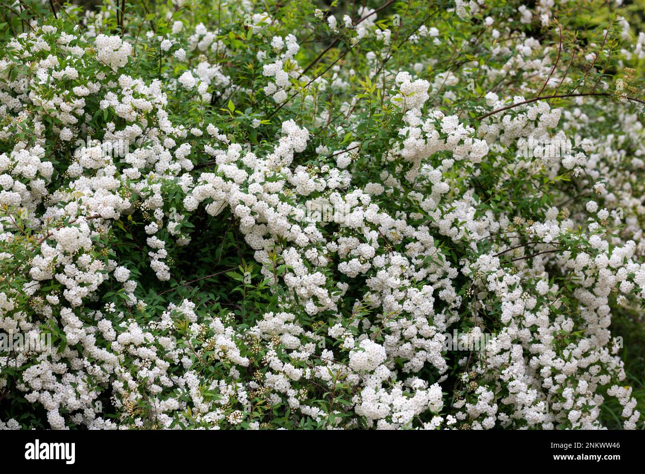 Spiraea chamaedryfolia or germander meadowsweet or elm-leaved spirea ...