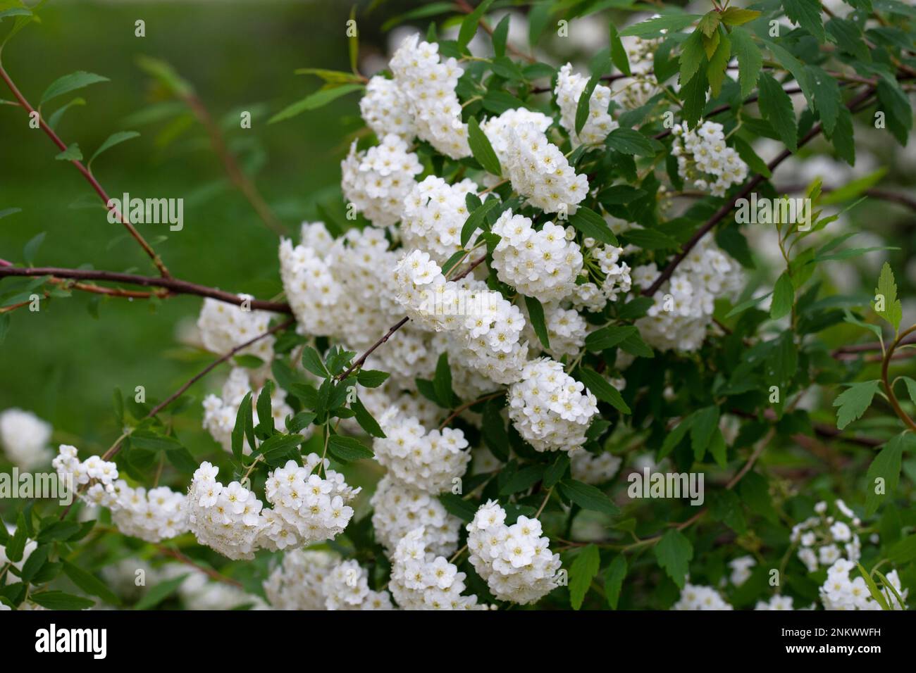 Spiraea chamaedryfolia or germander meadowsweet or elm-leaved spirea ...