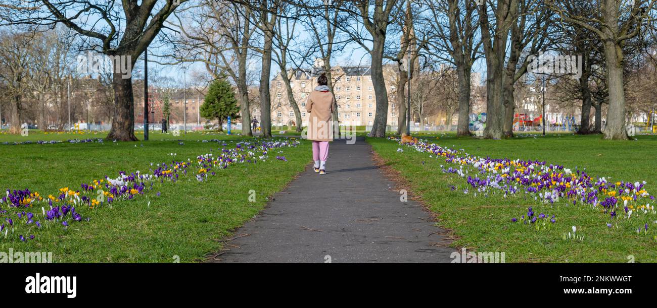Leith, Edinburgh, Scotland, UK, 24th February 2023. The crocuses which ...