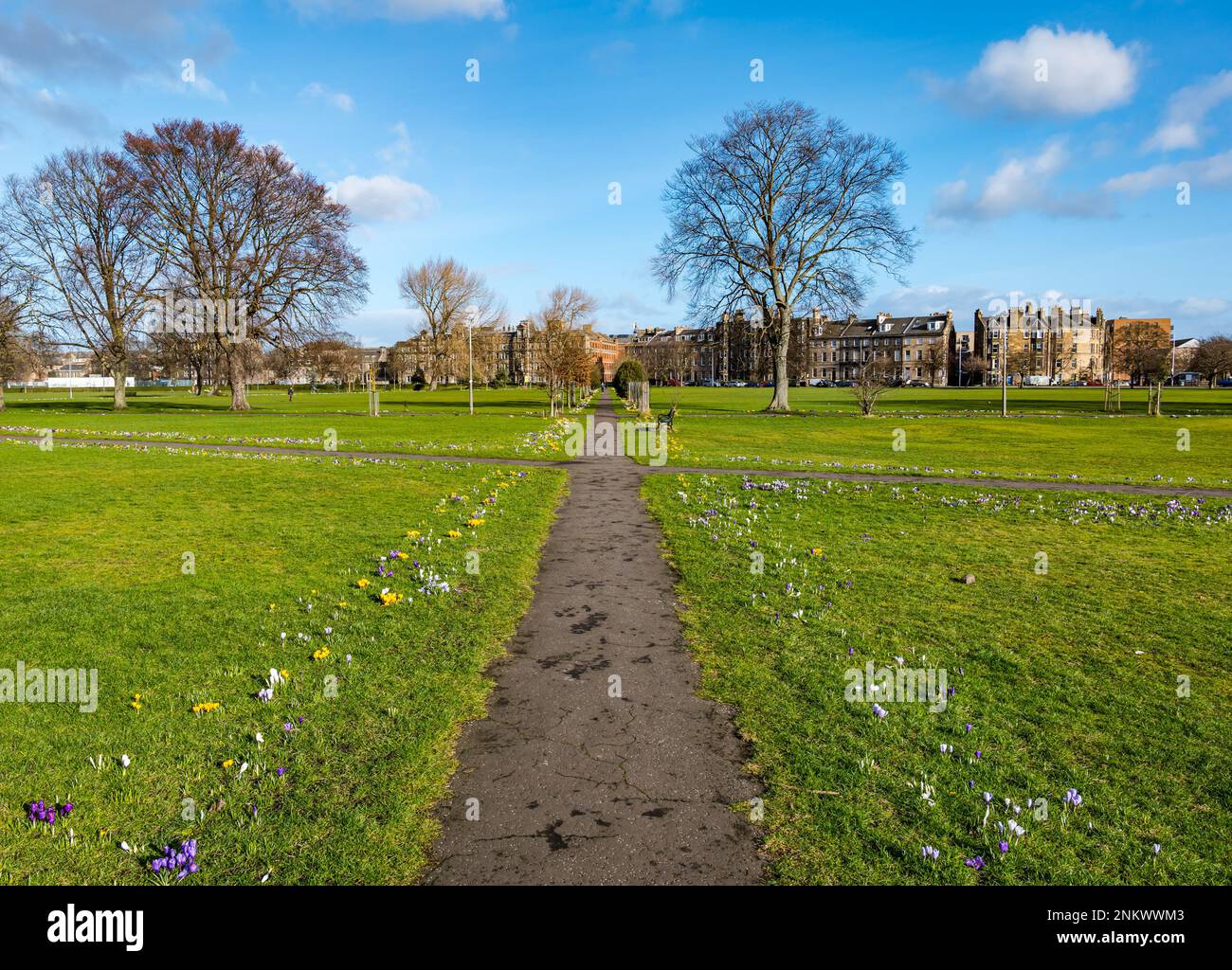 Leith, Edinburgh, Scotland, UK, 24th February 2023. The crocuses which ...