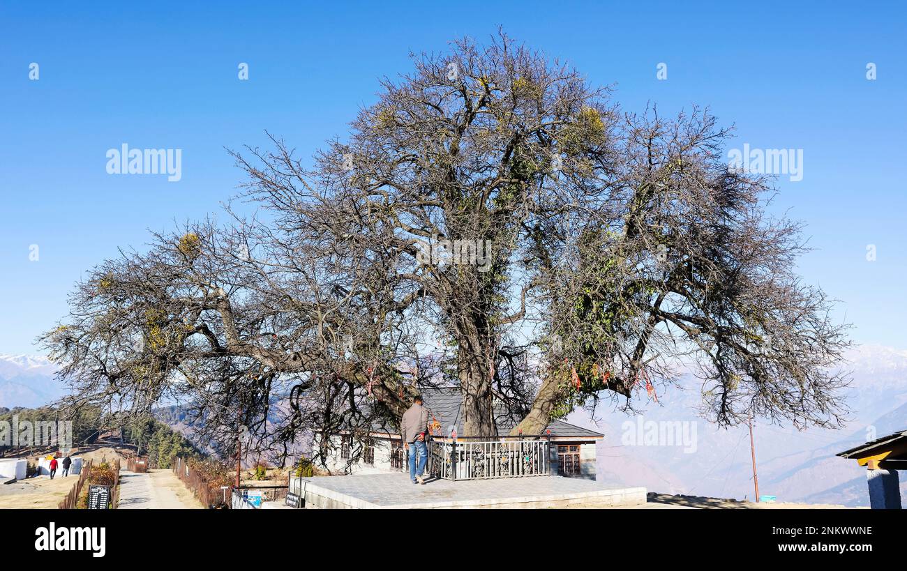 INDIA, HIMACHAL PRADESH, KULLU, December 2022, Holy Tree Near Bijli ...