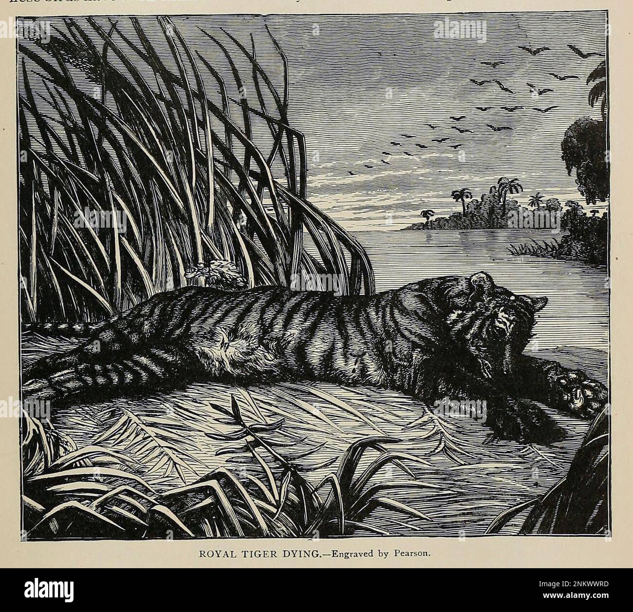 ROYAL TIGER DYING Chapter XXI - The Malays from Cyclopedia universal ...