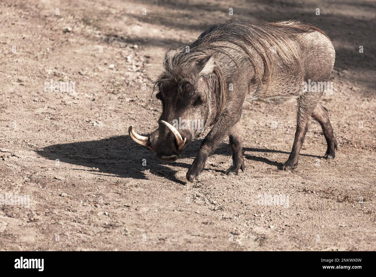 Warthog wild animal at wildlife reserve Stock Photo - Alamy