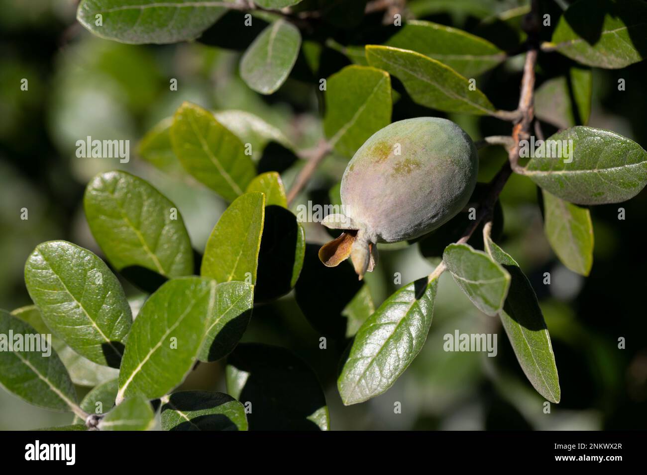 Ripe feijoa fruits on a tree in garden lat. Acca sellowiana . Fresh ...