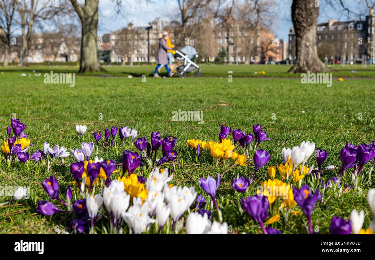 Leith, Edinburgh, Scotland, UK, 24th February 2023. The crocuses which ...