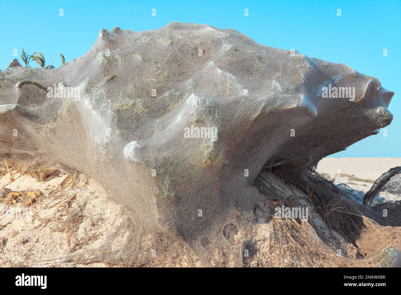 Sprawling plants hi-res stock photography and images - Alamy