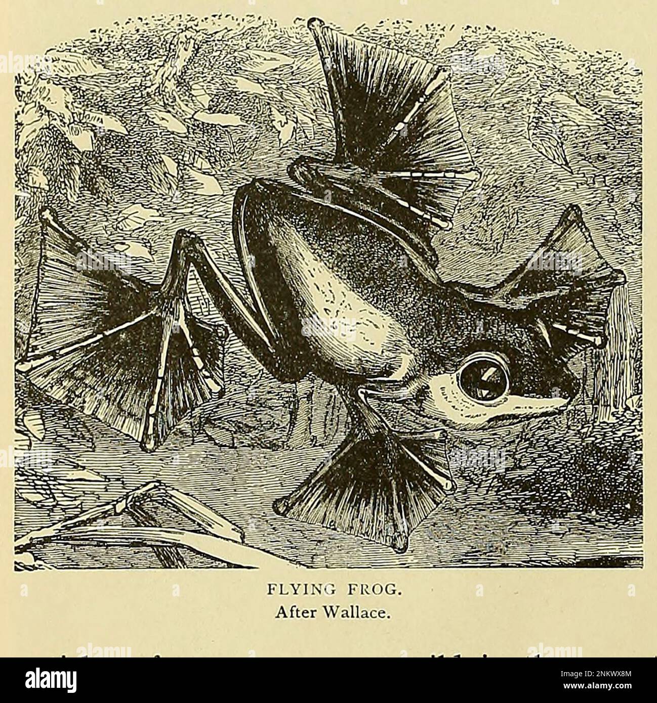 Flying Frog after Wallace Chapter XXI - The Malays from Cyclopedia ...
