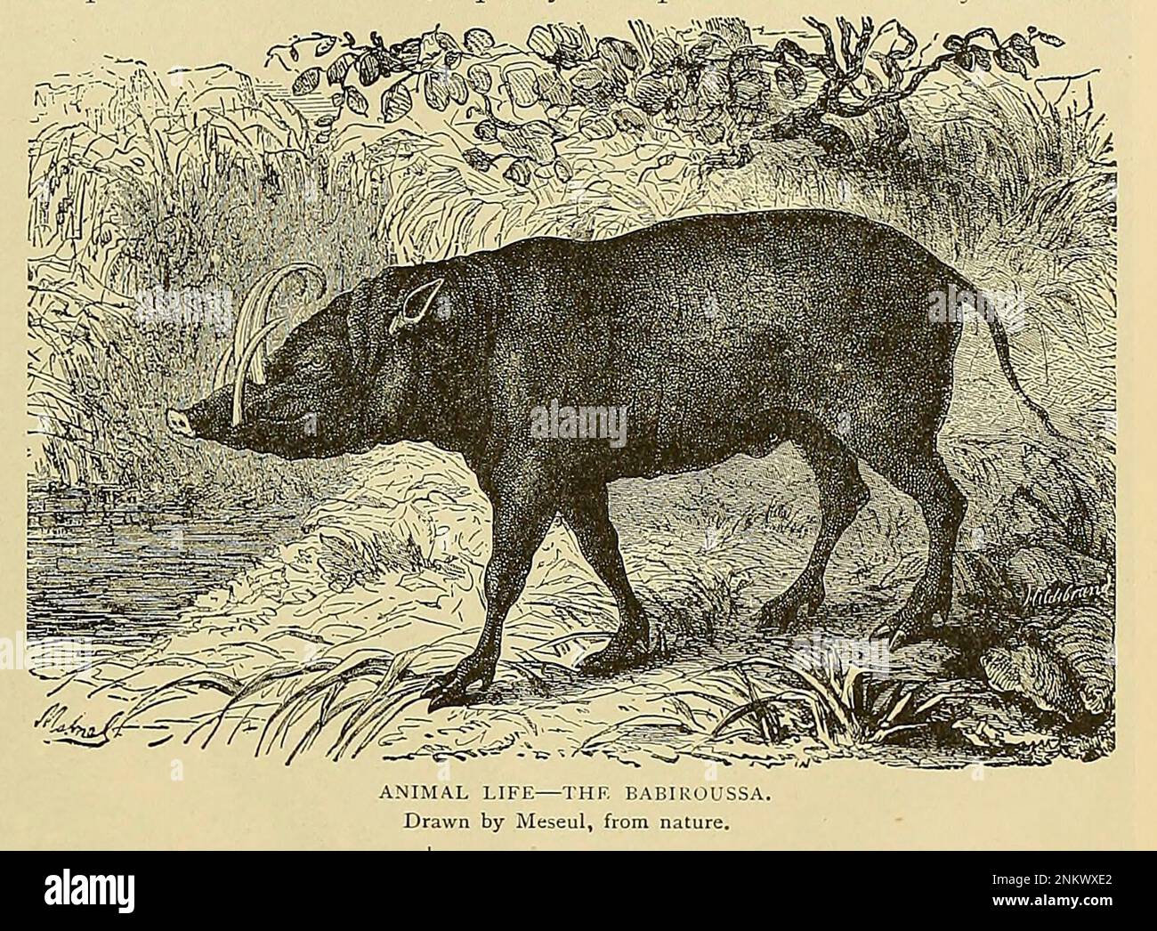 The babirusas, here as BABIROUSSA also called deer-pigs are a genus ...