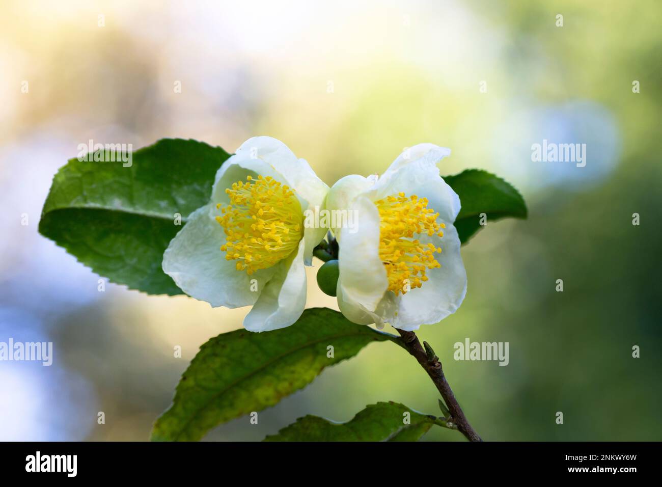Close-up of white tea bush flowers, Chinese camellia on a blurry ...