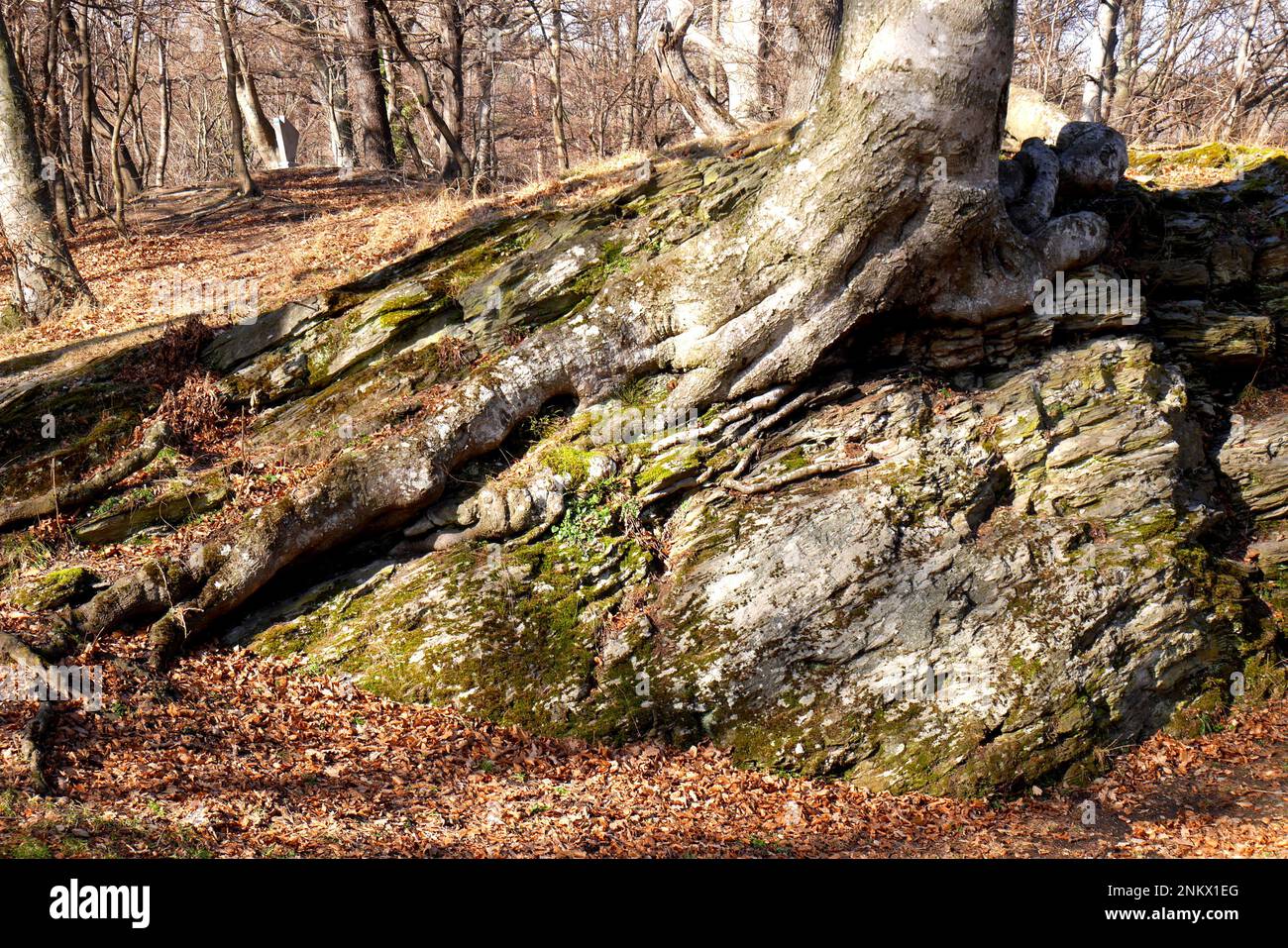 Tree root rock hi-res stock photography and images - Alamy