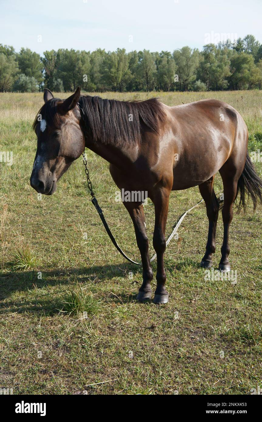 Chestnut (bay) horse with a white spot on his forehead grazing in a ...