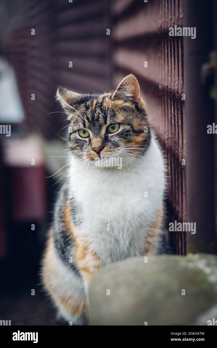 Sad expression of a house cat walking around his territory on the fence ...