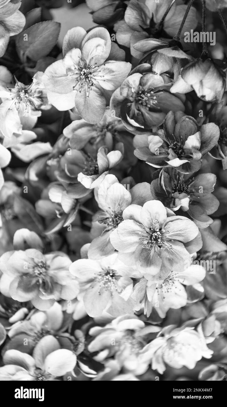 Branch apricot tree pink Black and White Stock Photos & Images - Alamy