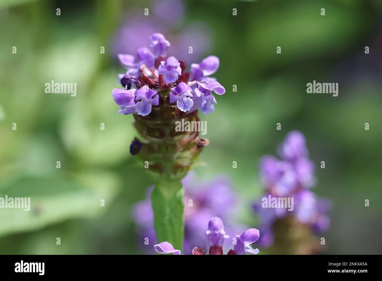 Prunella vulgaris, commonly known as Self-heal, Heal-all, Heart-of-the ...