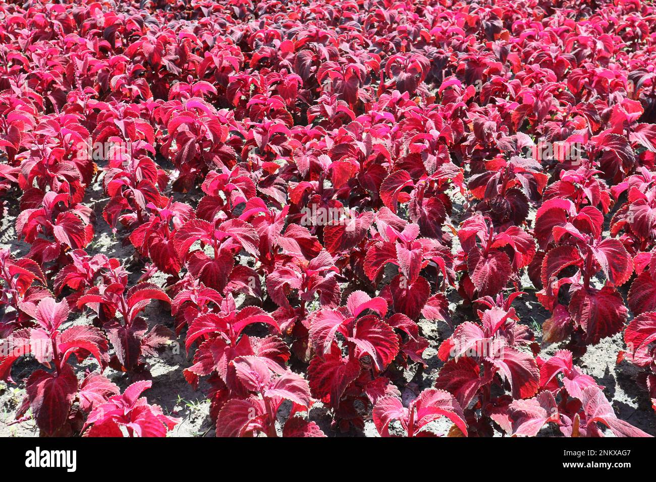 Red Head Sun Coleus in decorative summer garden Stock Photo - Alamy
