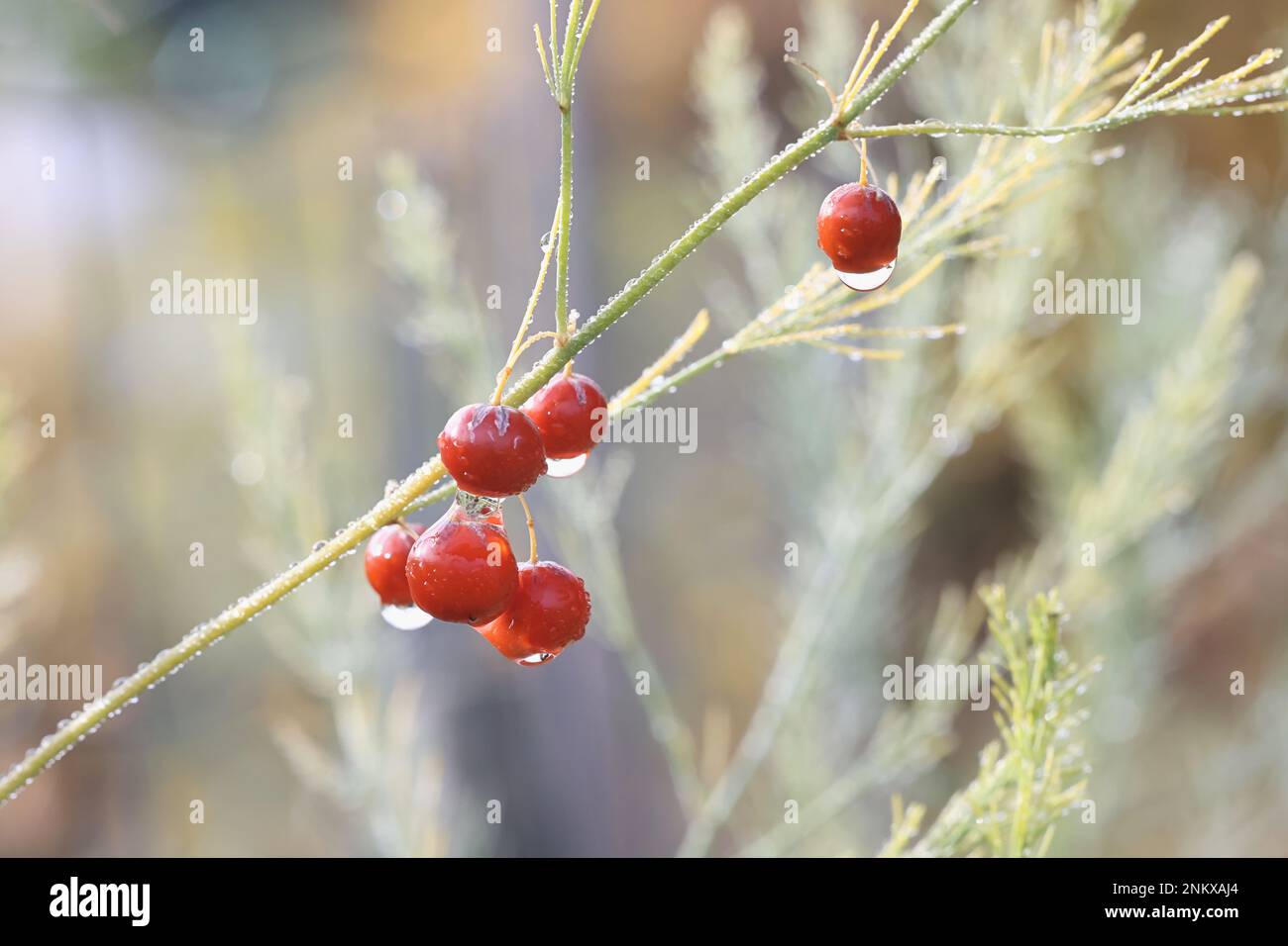 Asparagus officinalis plant hi-res stock photography and images - Alamy