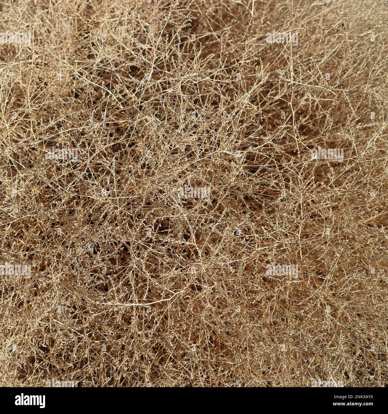Dry Tumbleweed bush close-up Stock Photo - Alamy