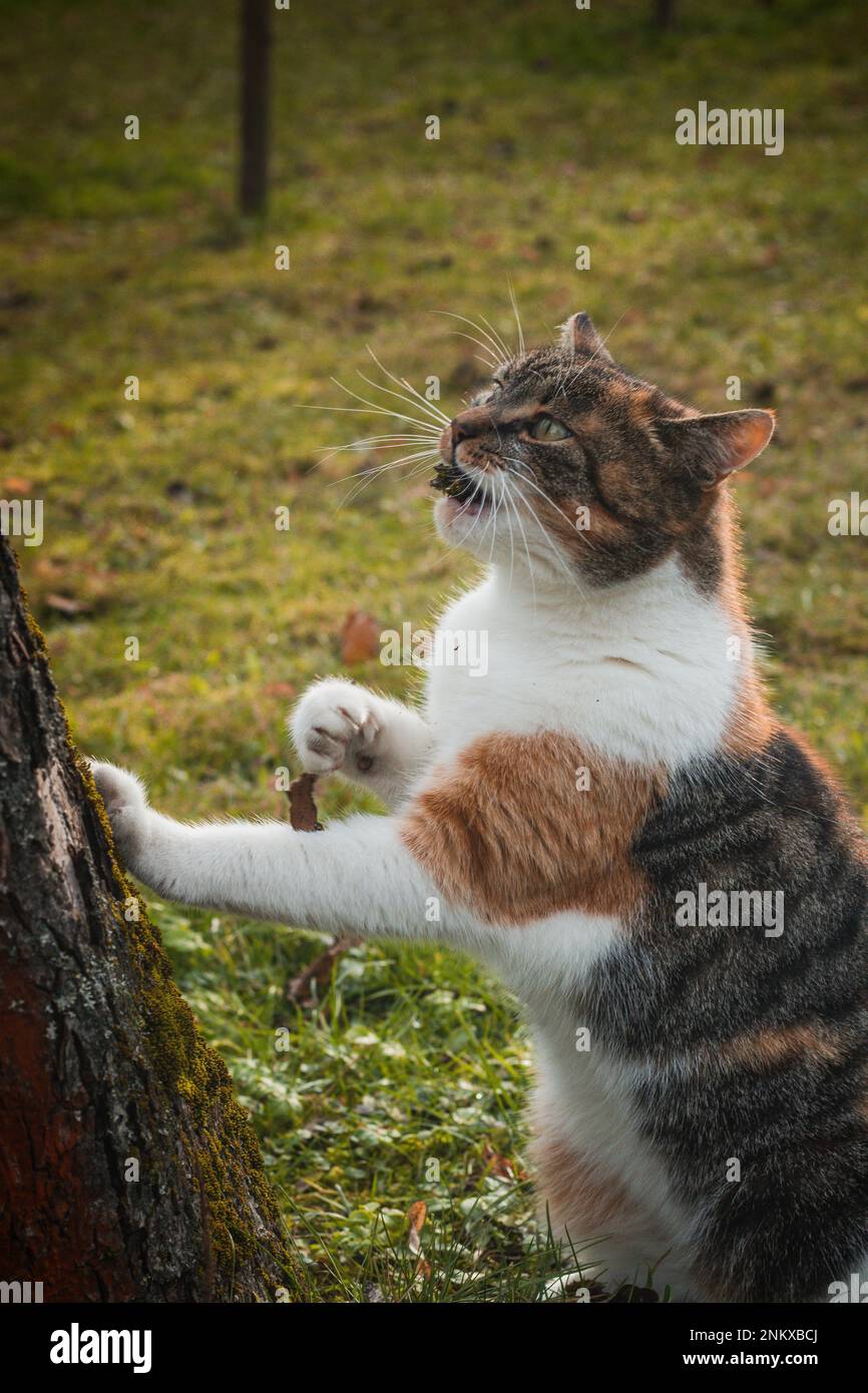 Domestic cat grinds its claws against the bark of a tree and prepares ...