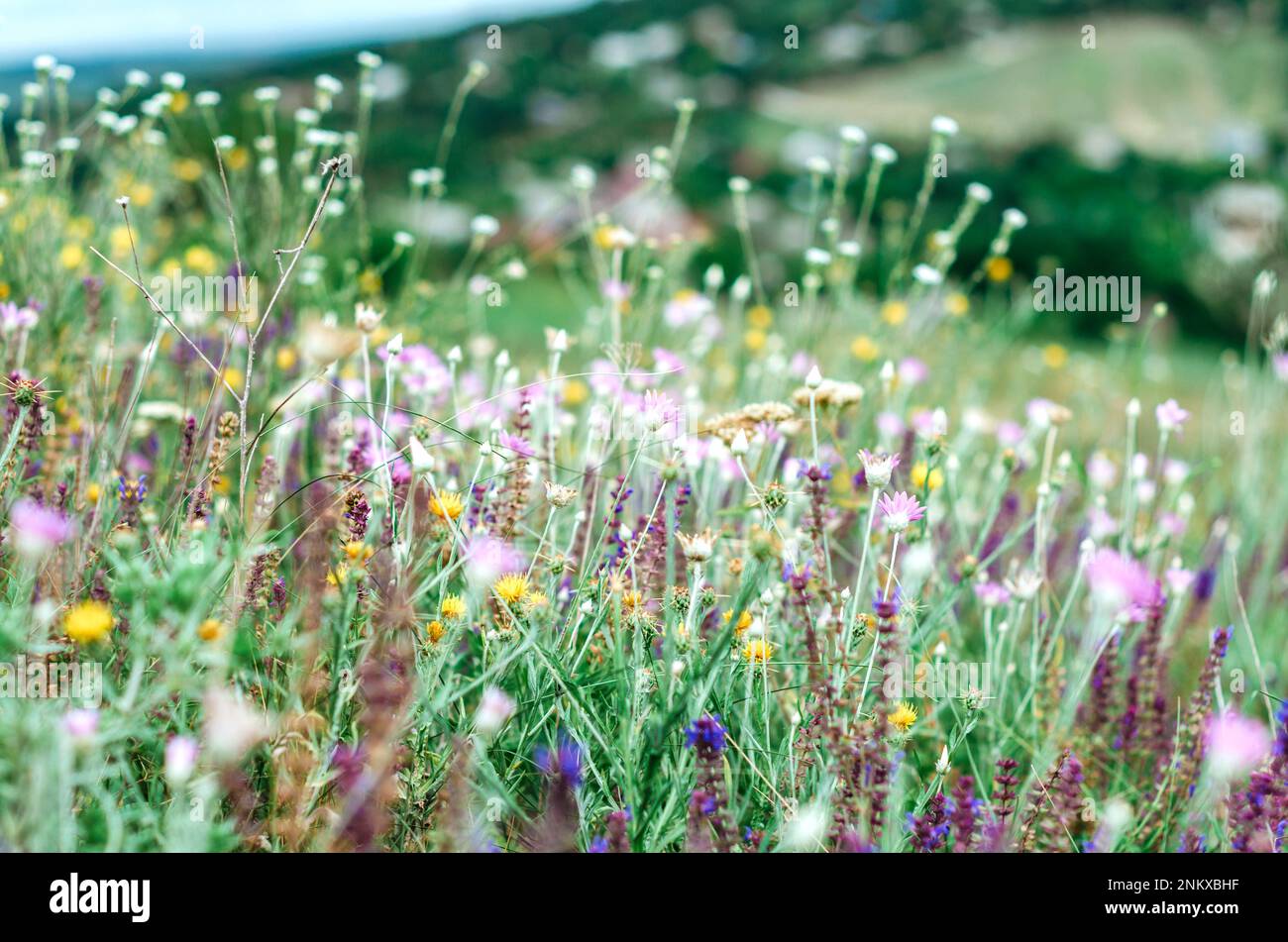 Hill sun wildflower hi-res stock photography and images - Alamy