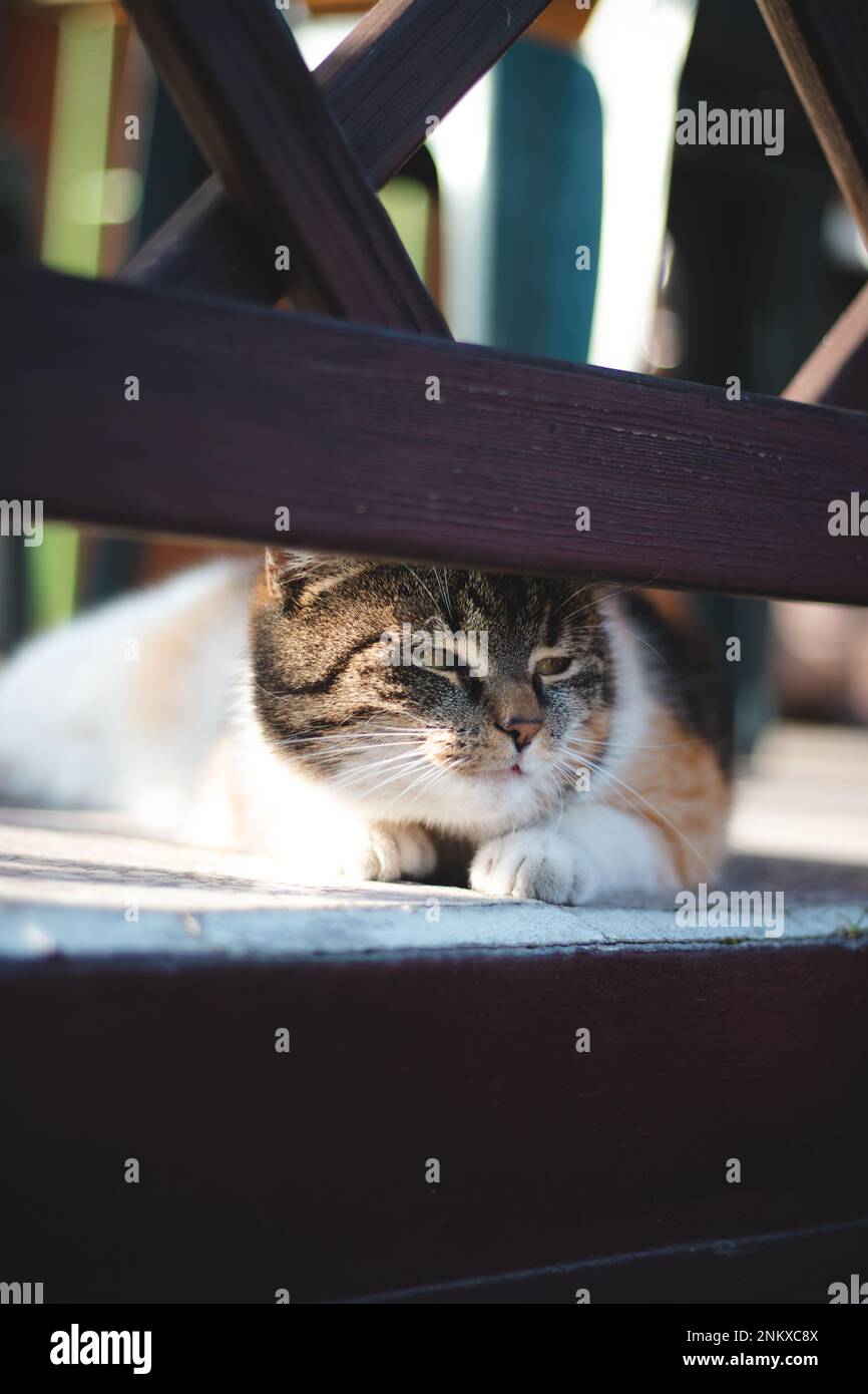 Close-up of the glowing green eyes of a colorful house cat lying in the ...