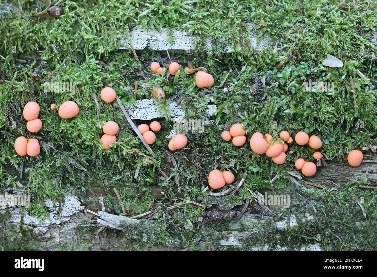 Lycogala epidendrum, commonly known as wolf's milk, slime mold from ...