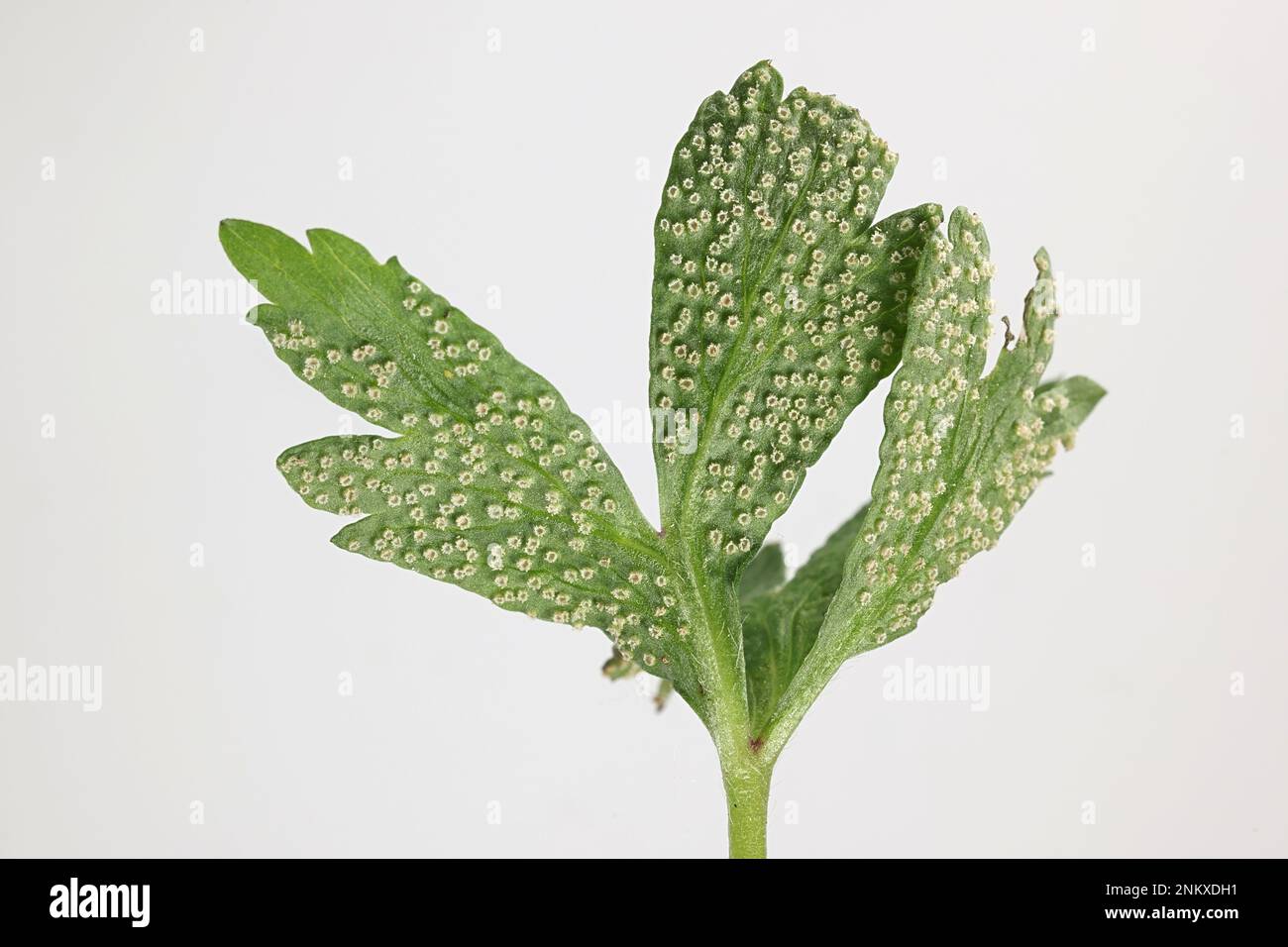 Ariae hi-res stock photography and images - Alamy