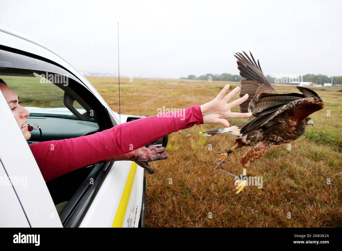 Jackie Hurd, director of operations with Predator Bird Services Inc ...