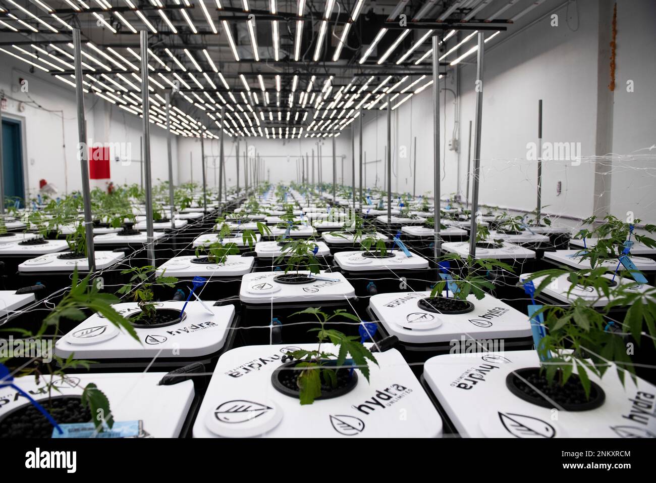 Cannabis plants grow inside Thumb Genetics on Tuesday Jan. 18, 2022 in ...