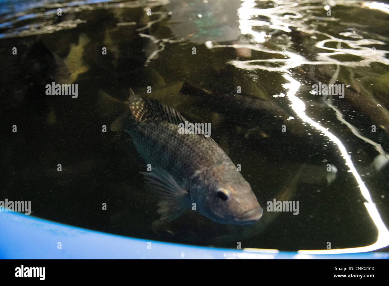 Fish swim inside a pool at Thumb Genetics on Tuesday Jan. 18, 2022 in ...