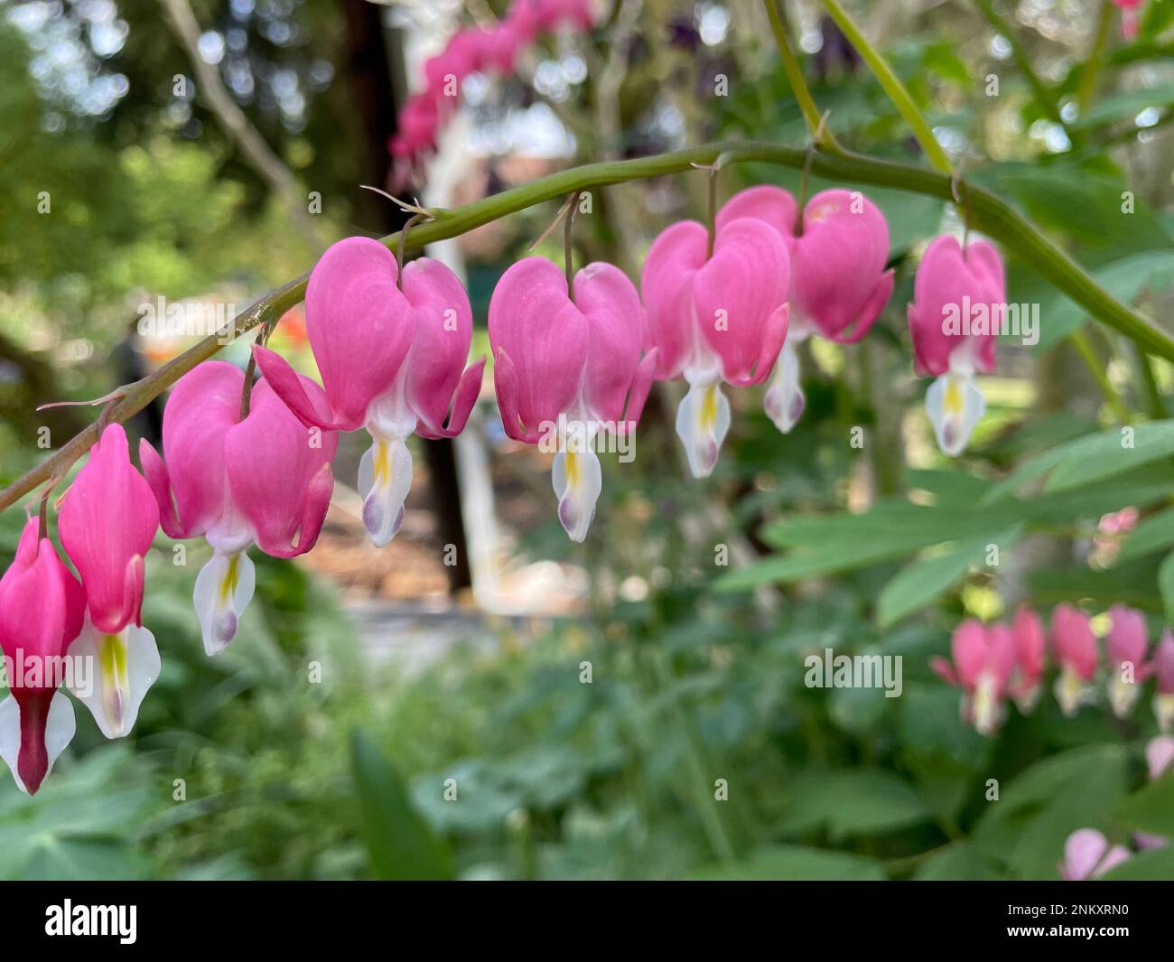 Beautiful Bleeding Heart - Dicentra spectabilis - perennial flower ...