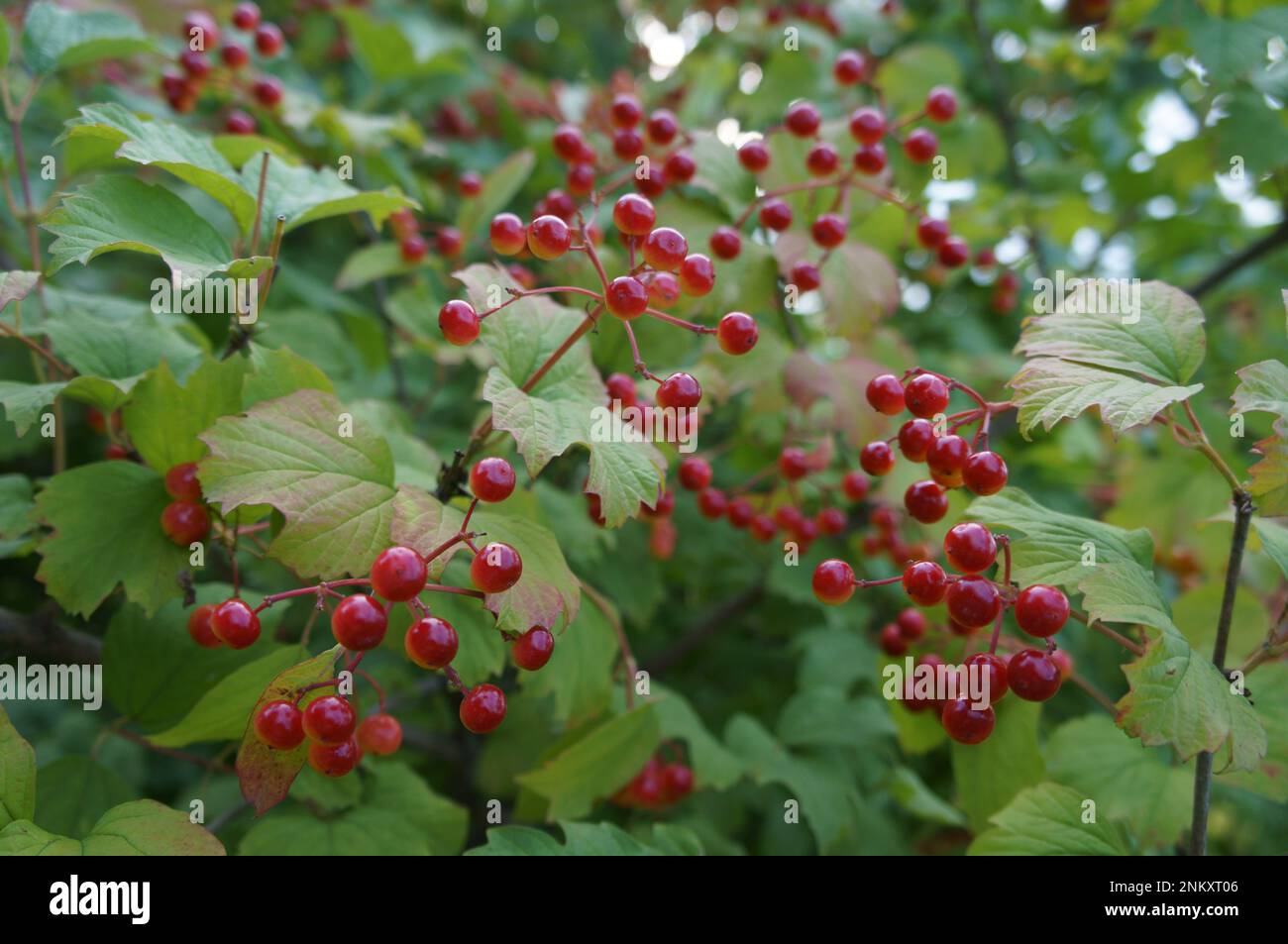 Red fruit of viburnum opulus shrub Stock Photo - Alamy