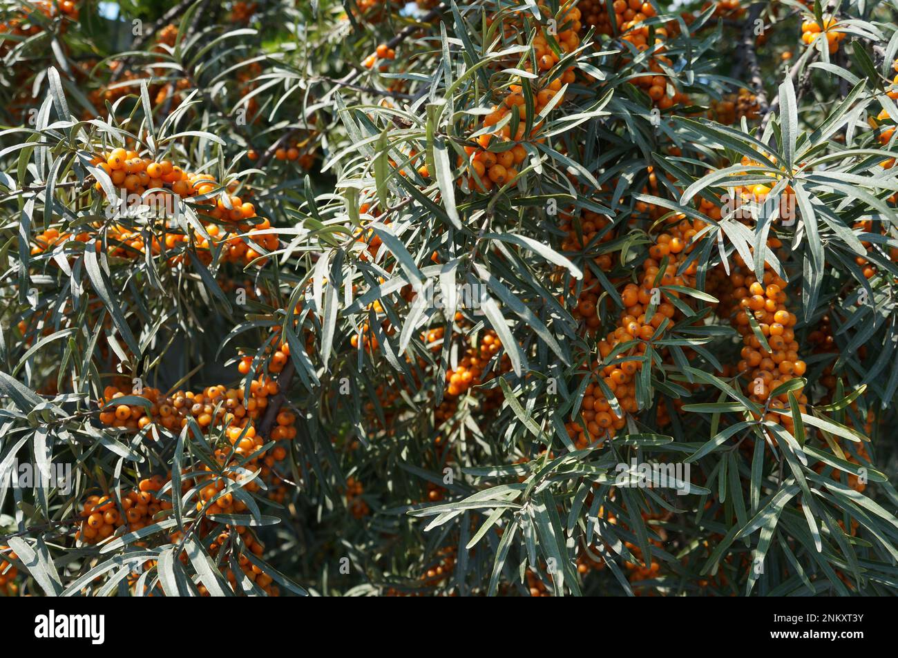 Orange fruits and leaves of sea buckthorn shrub Stock Photo - Alamy