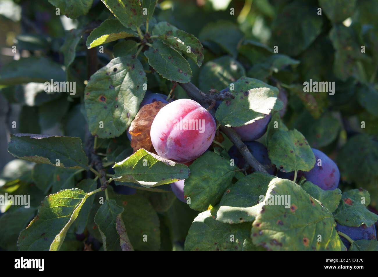 Blue plum fruit growing on a branch Stock Photo - Alamy