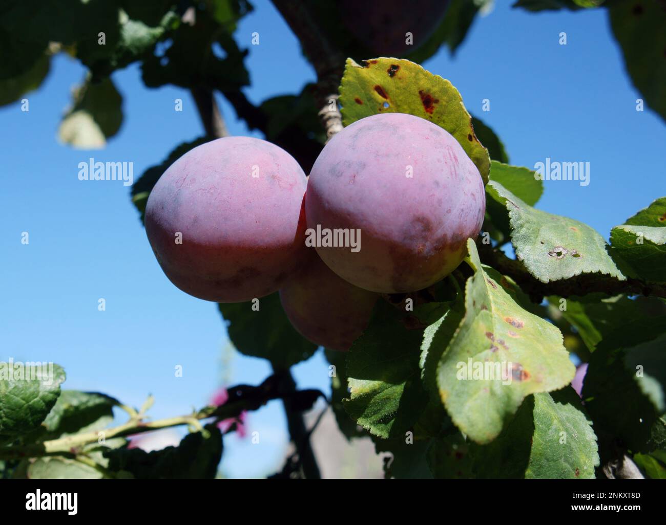 Blue plums growing on a branch Stock Photo - Alamy