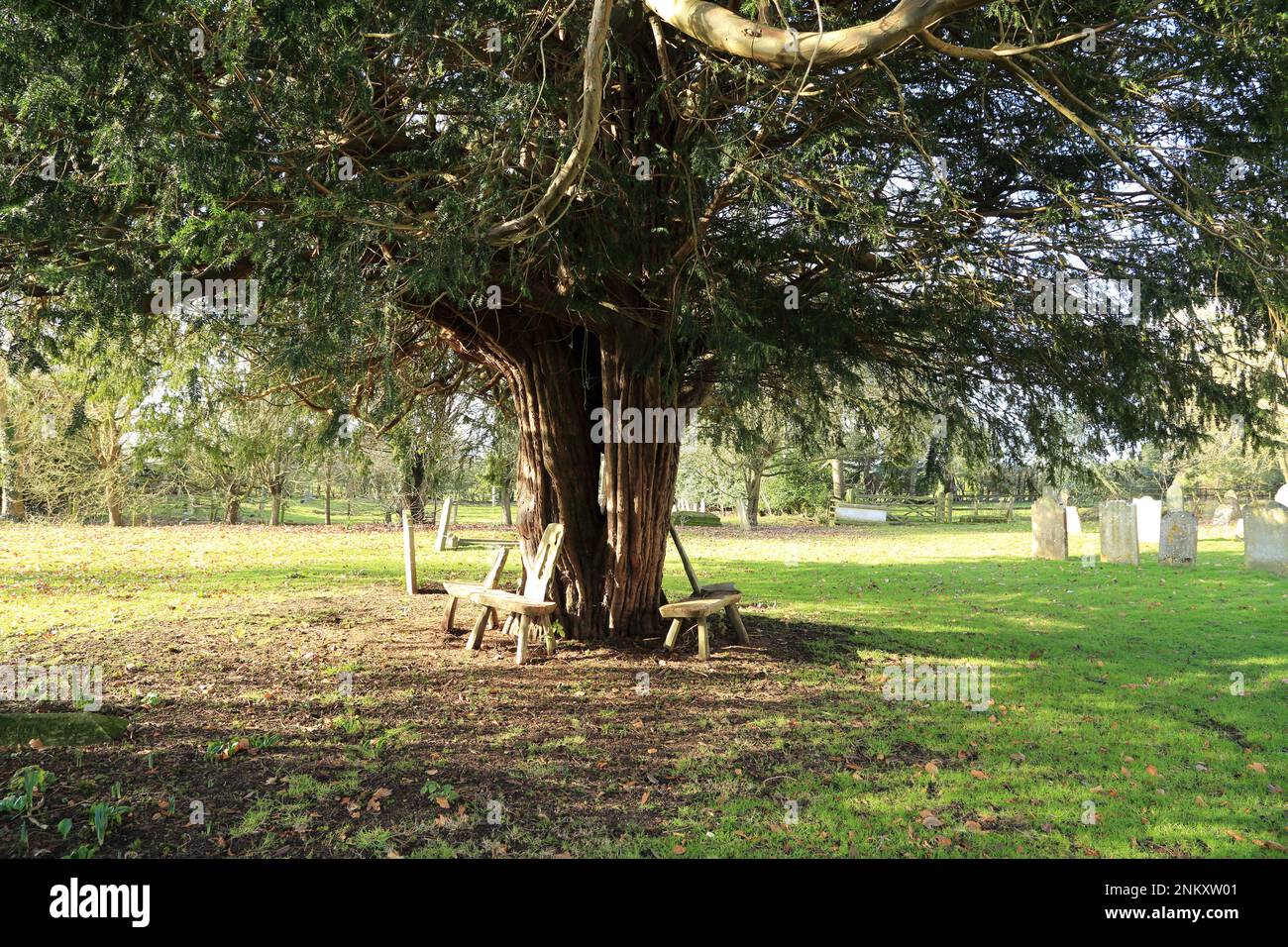 Ancient Yew tree with benches in the graveyard of All Saint's Church ...