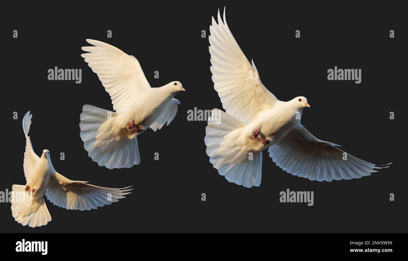 white pigeons in flight isolated on white background Stock Photo - Alamy