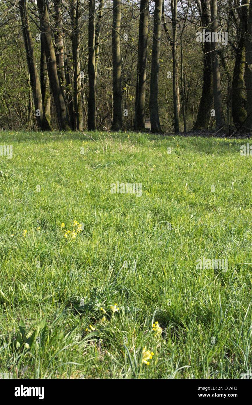 Meodow hi-res stock photography and images - Alamy