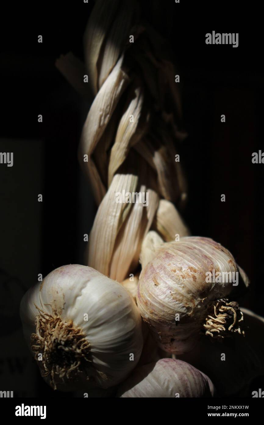 Close up of garlic isolated on a black background. Illuminated organic ...