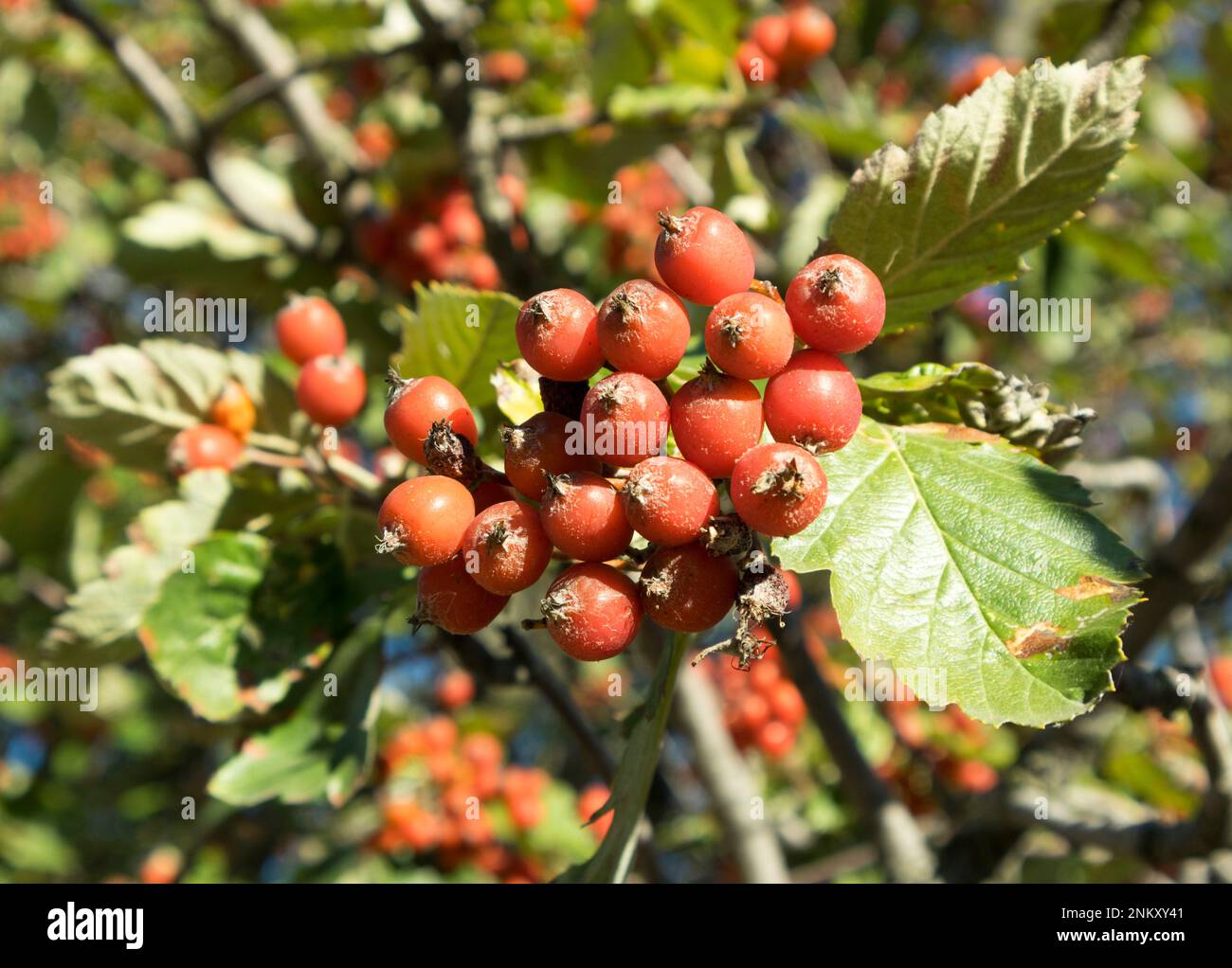 European rowan (Sorbus aucuparia) red fruits on a branch Stock Photo ...