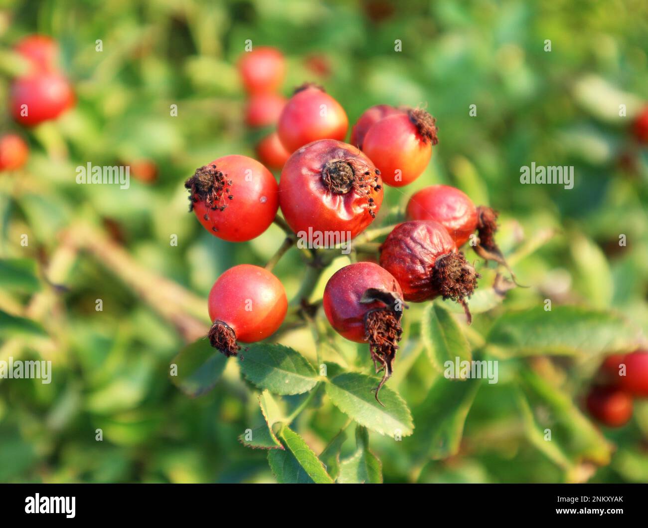 Rosa rugosa red rose hips Stock Photo - Alamy