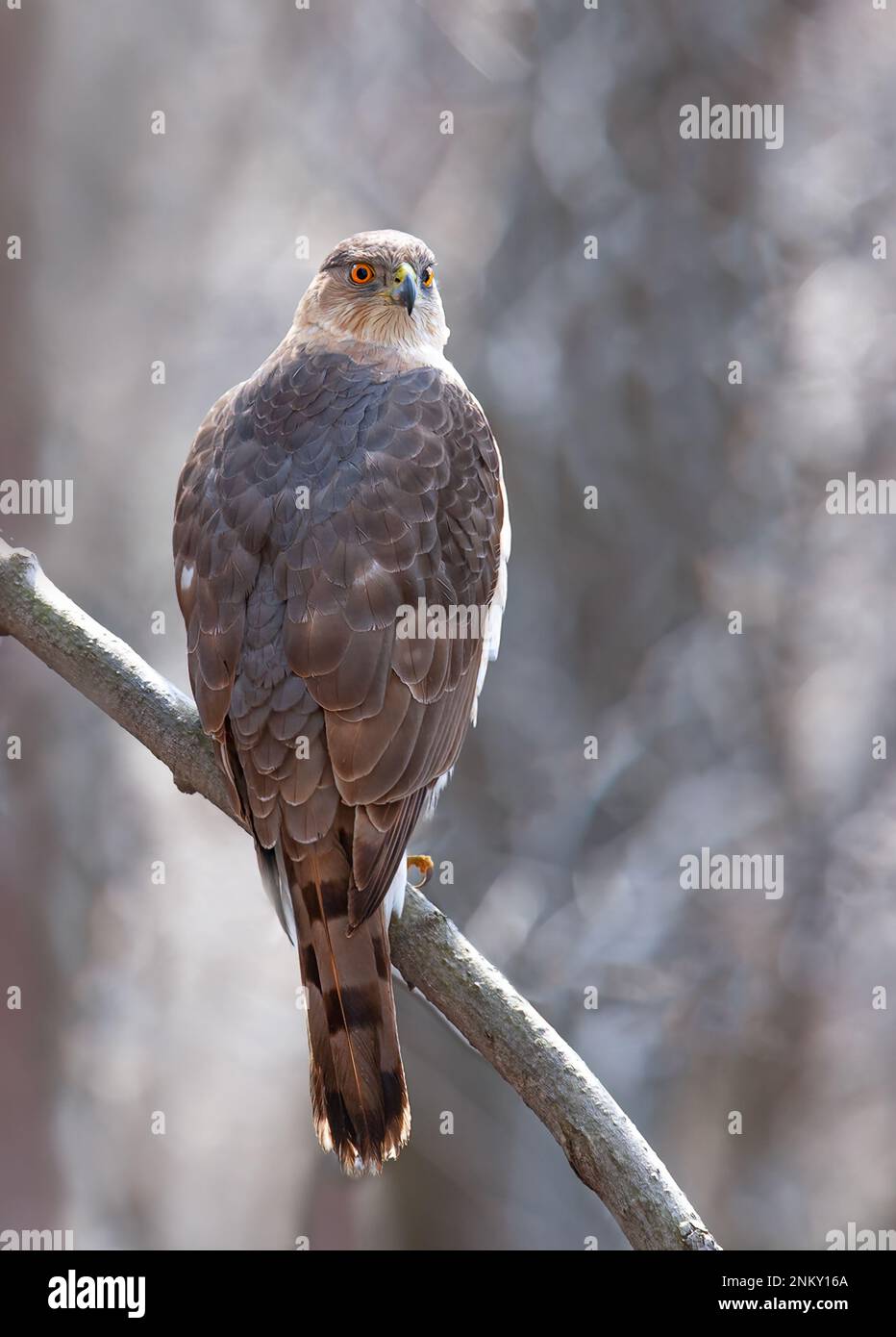 Cooper's Hawk perched on branch in the forest in Canada Stock Photo - Alamy