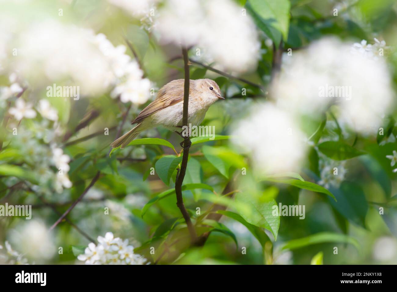 forest bird in spring among flowering branches Stock Photo - Alamy