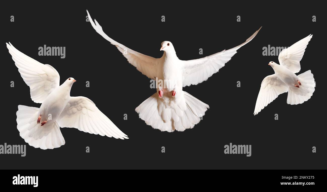 white doves in flight isolated on white background Stock Photo - Alamy