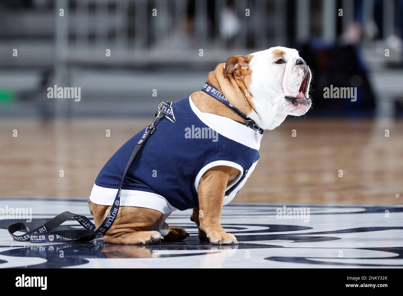 Bulldogs Mascot Blue