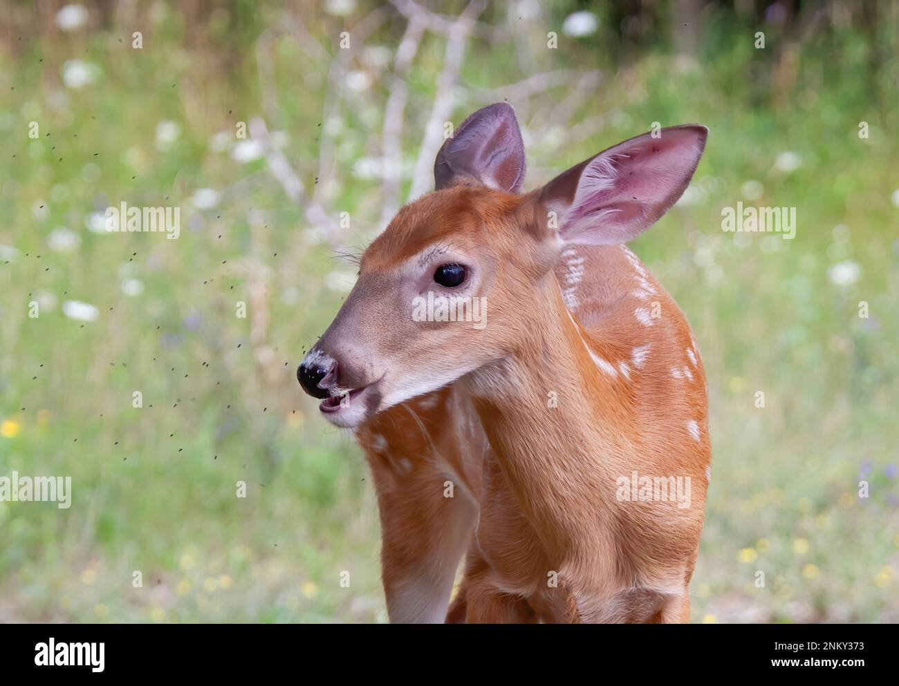 White-tailed deer fawn walking through the meadow in Canada Stock Photo ...